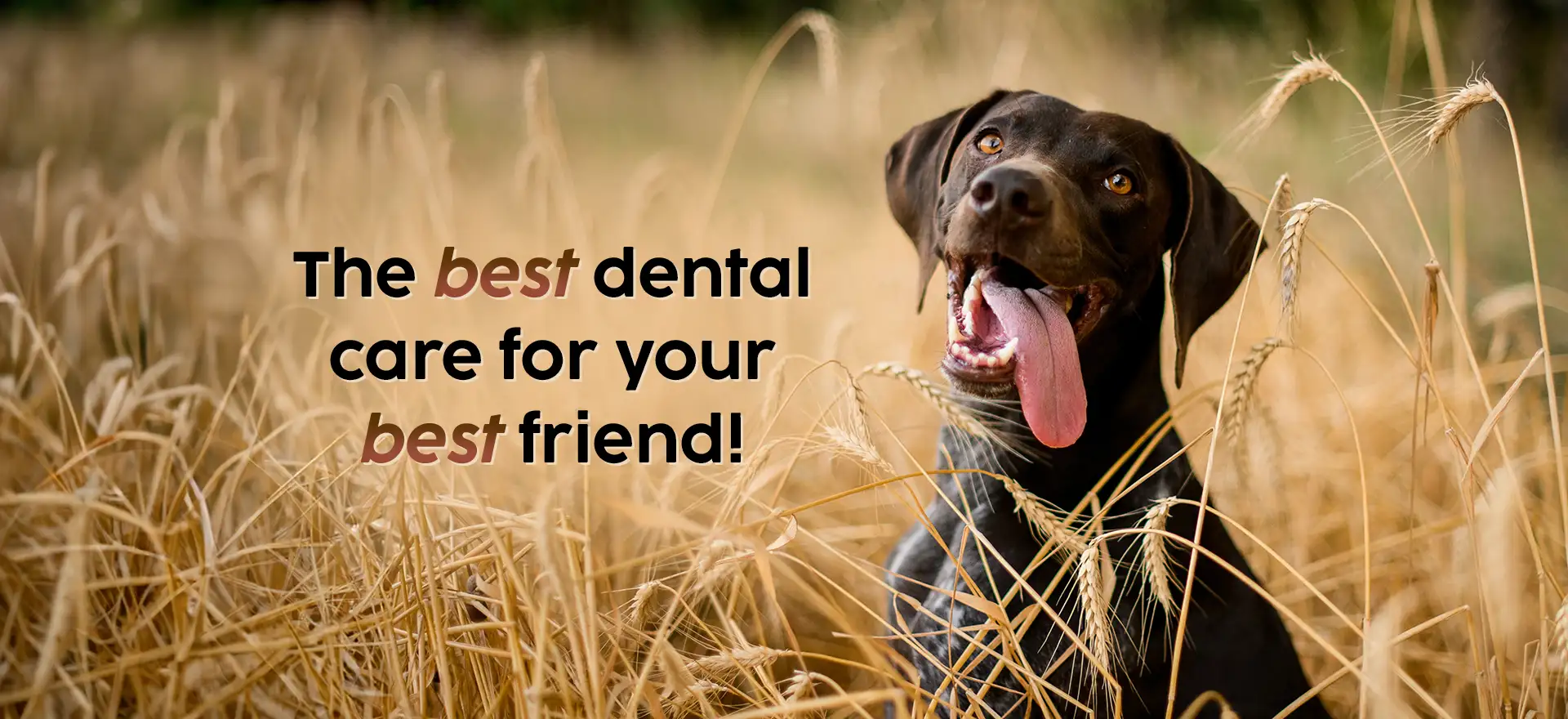 Vet Clinic in Exeter & Visalia, CA | Exeter Veterinary Hospital